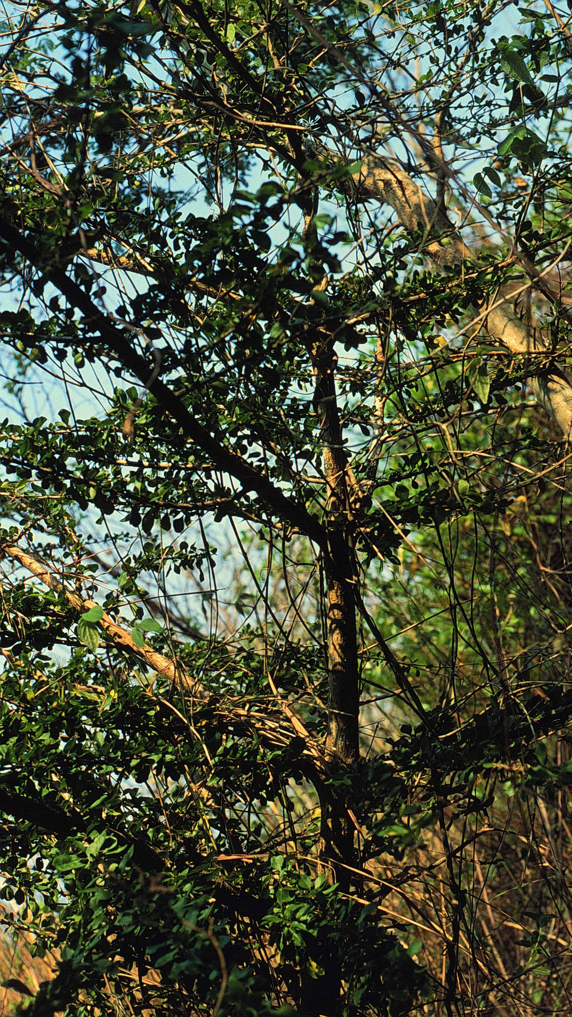 Randia thurberi 26 Setiembre 1998